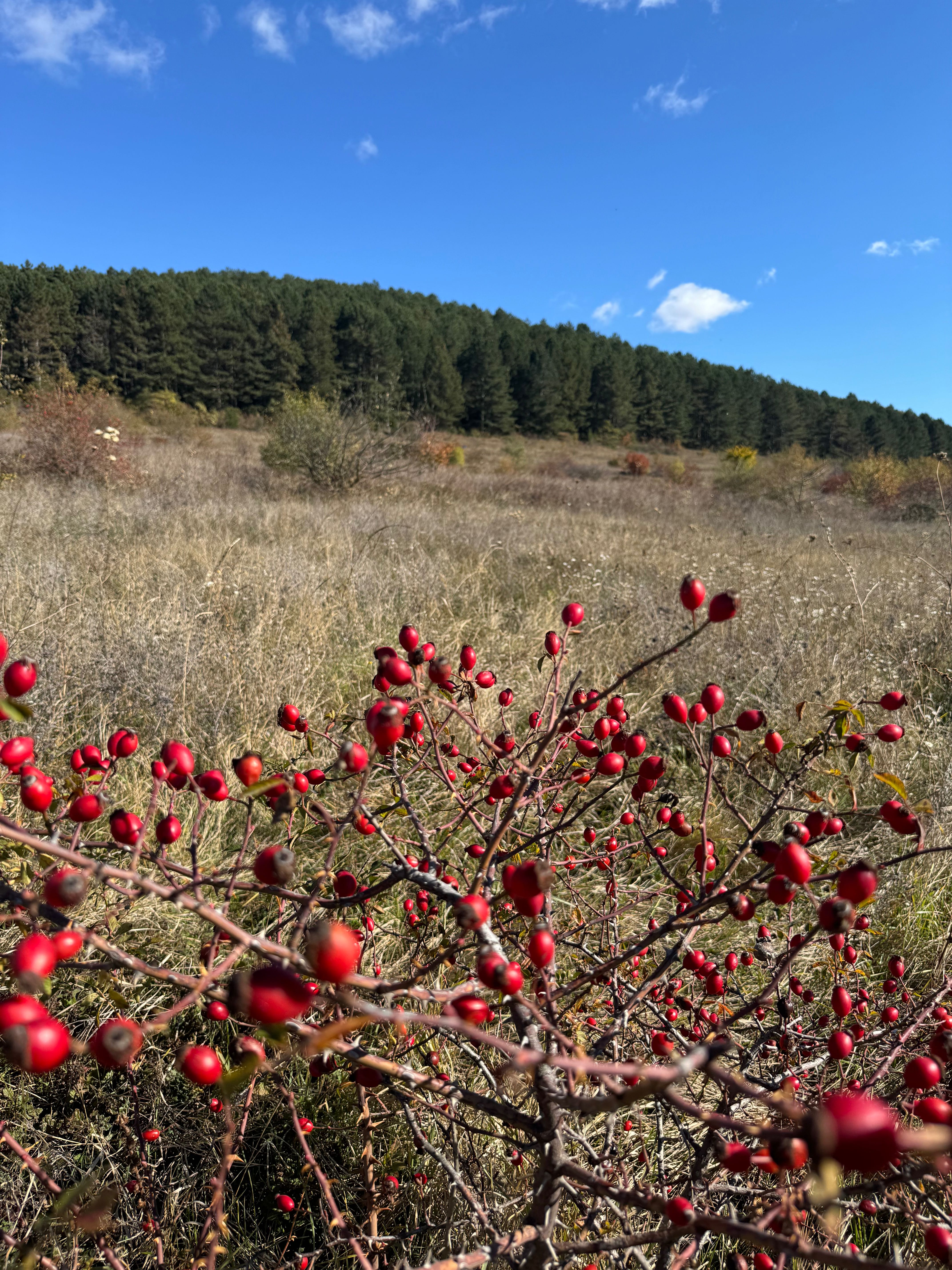 იყიდება მიწის ნაკვეთი ზაქაროში, 25000 $ - 30495933 | ss.ge