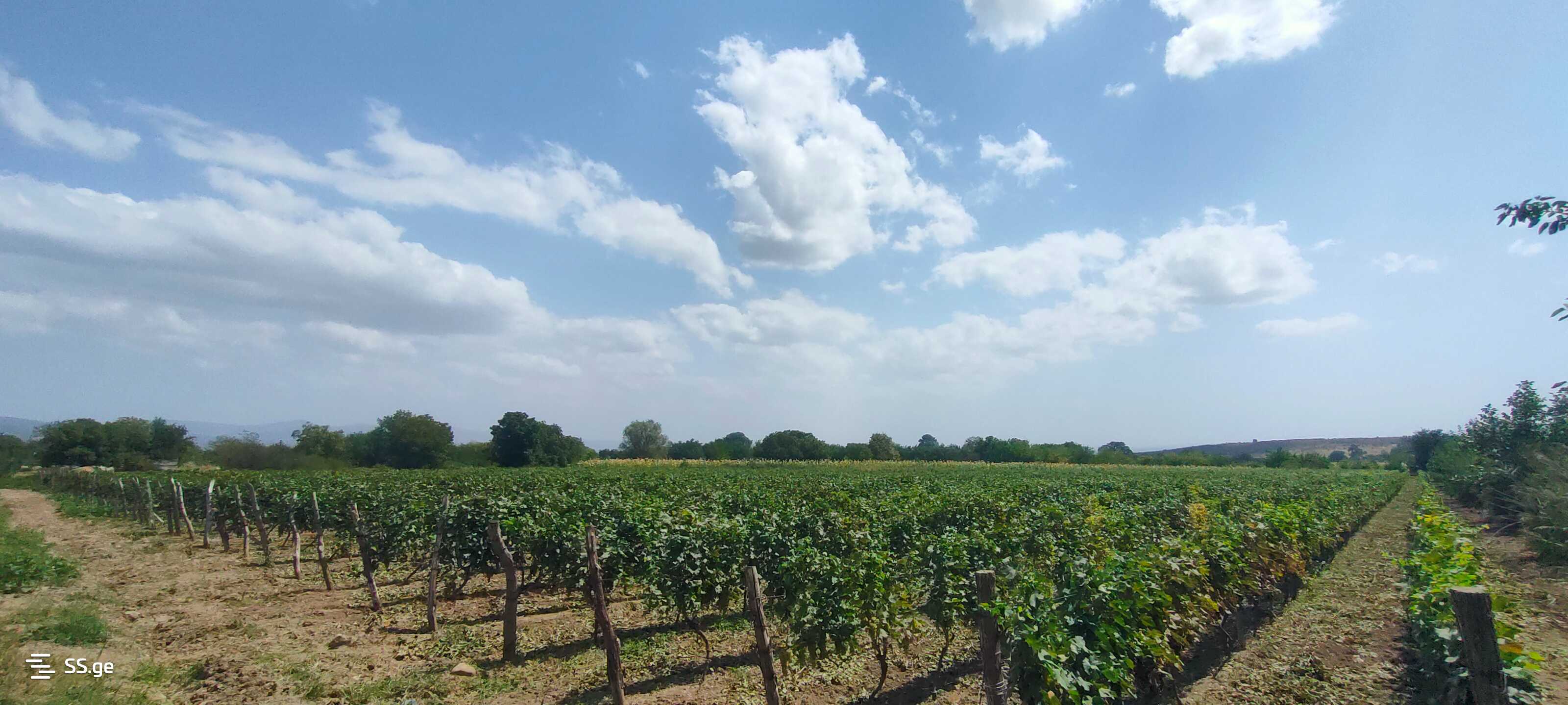 იყიდება მიწის ნაკვეთი გიორგიწმინდაში, 62200 $ - 34282673 | ss.ge